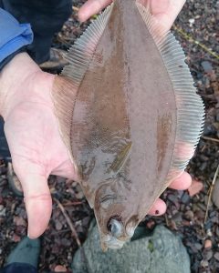 How to Catch Every Type of Flatfish on Lure or Bait | UK Guide