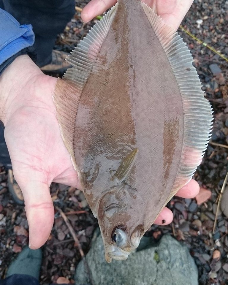 How to Catch Every Type of Flatfish on Lure or Bait | UK Guide