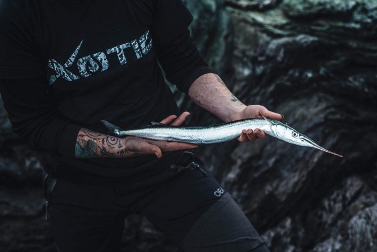 Garfish | The UK's Sword Fish & How to Catch Them Easily