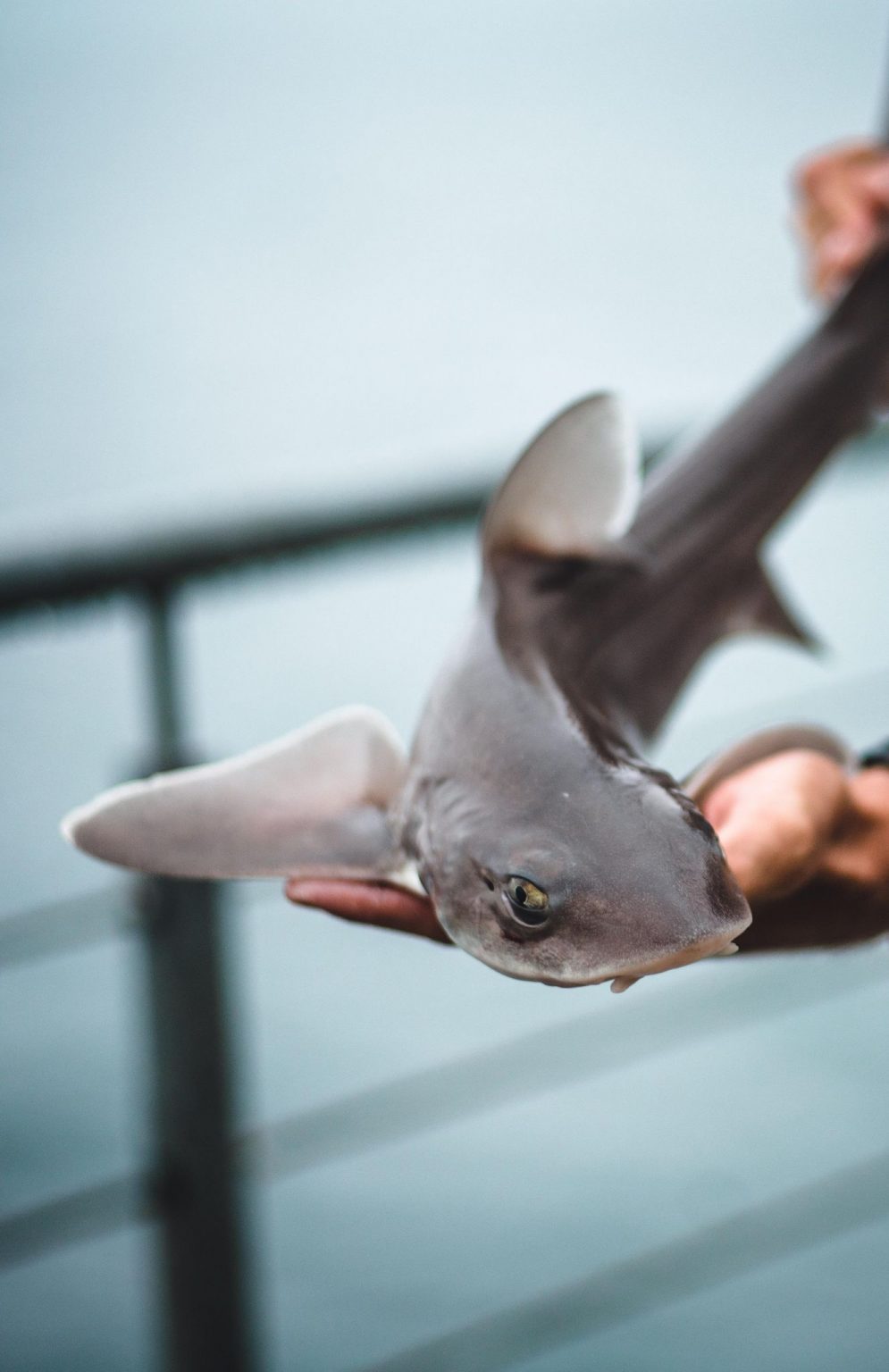 Smooth hound fishing UK | Everything you need to know