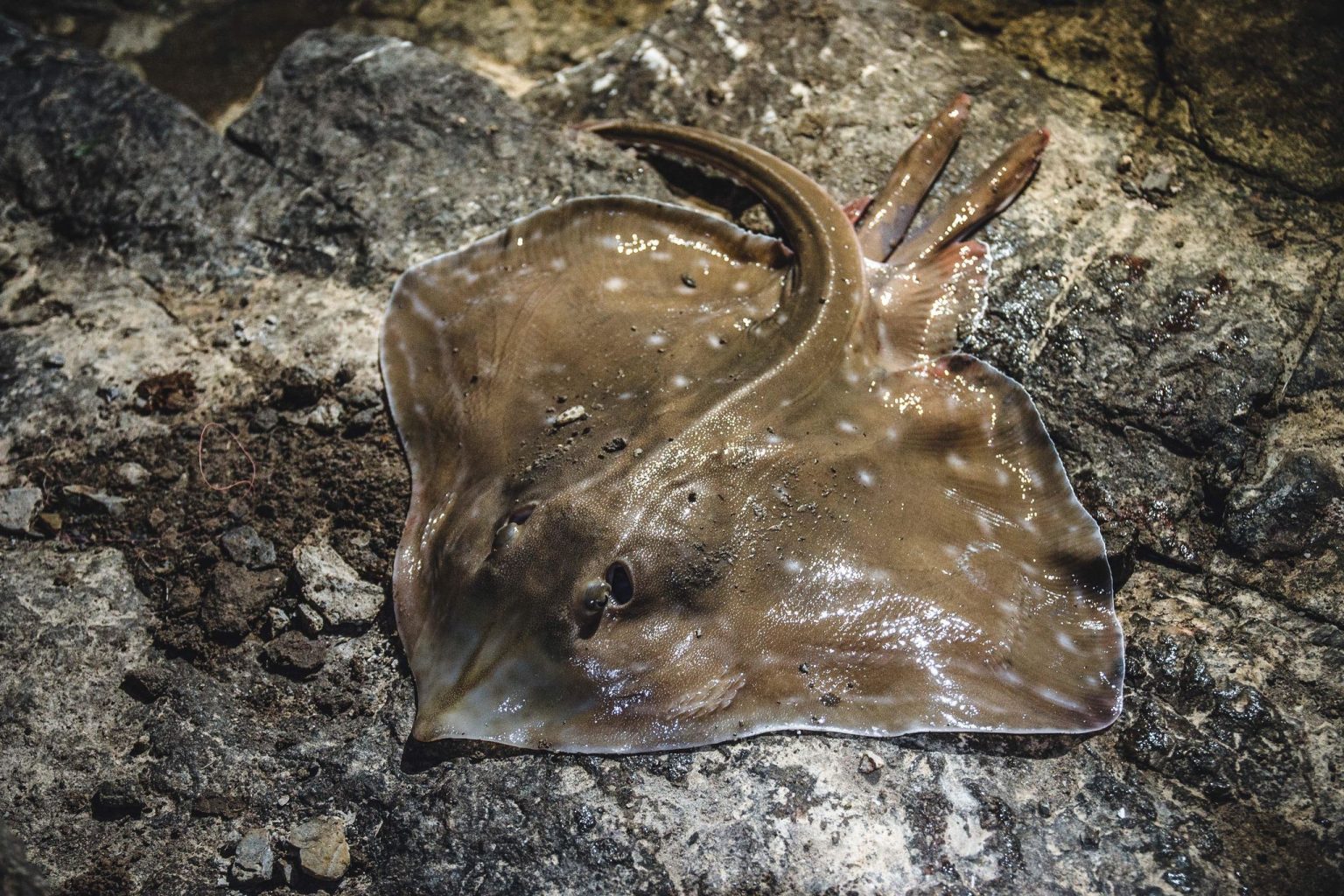 UK Shark & Ray Species | Anglers Conservation Guide