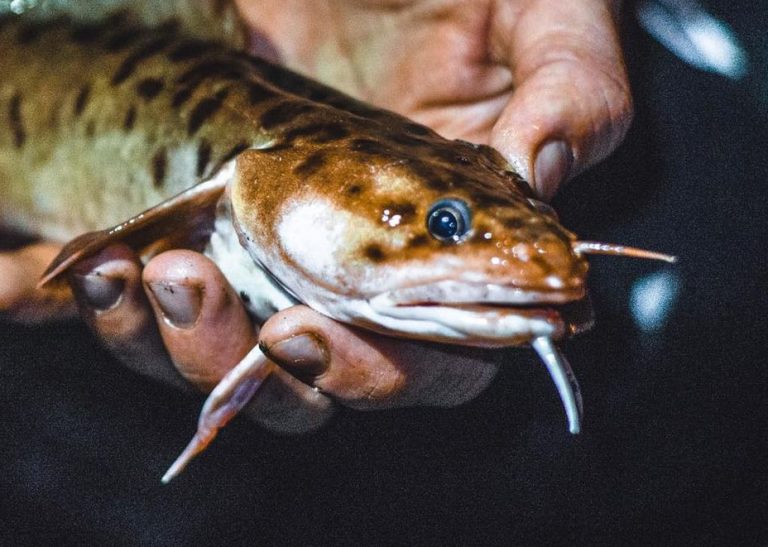Rocking Species ID | A Simple Guide