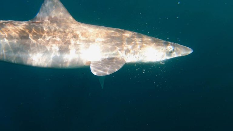 UK Sea Fish Species | Anglers Guides