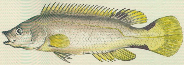 Best wrasse lures & how to use them | Wrasse fishing with lures