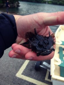 Scorpion Fish UK | Long Spined vs Short Spined