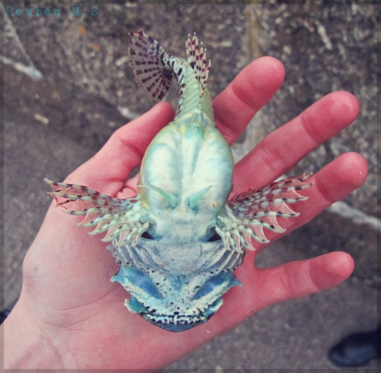 Scorpion Fish UK | Long Spined vs Short Spined