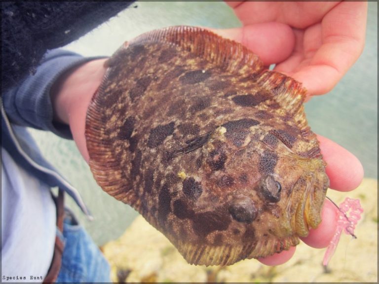 How to Catch Every Type of Flatfish on Lure or Bait | UK Guide