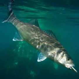 Sea Fishing Scotlands West Coast | Unmissable Marks