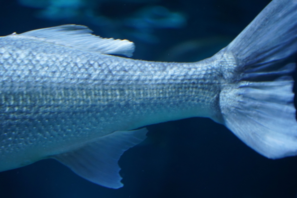 'How to Catch' UK Fish Species Guides