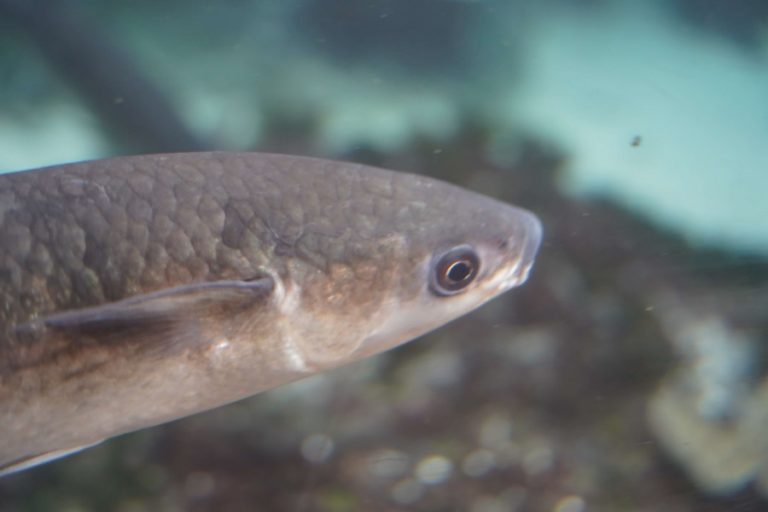 Mullet fishing UK | 13 Simple Tips | Lure & Float Fishing