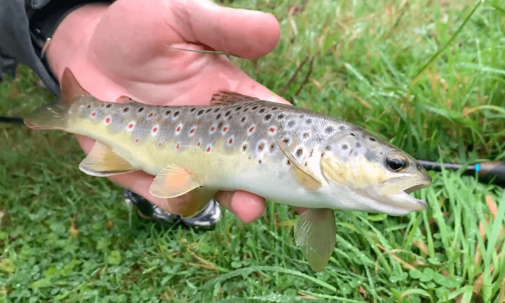 Spinning for Brown Trout in the UK | 20 Tips