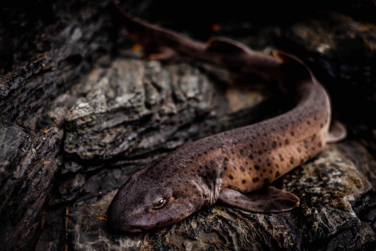 Dogfish & Bull Huss Fishing UK | The Game Changing Guide