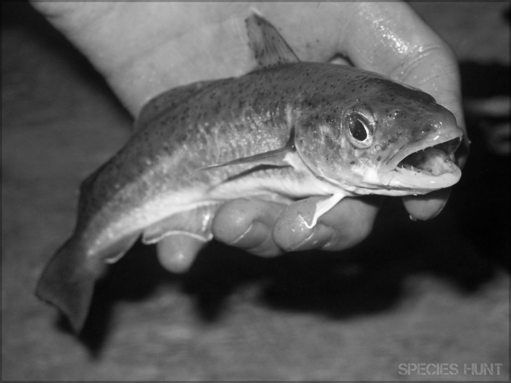 Lure fishing for cod | Cod Fishing UK