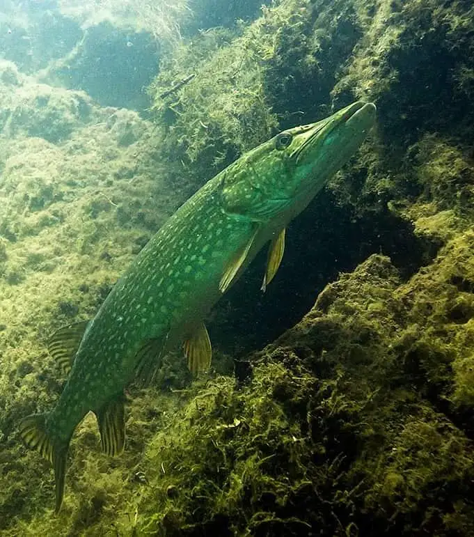 Lure fishing for Pike | The UK Guide