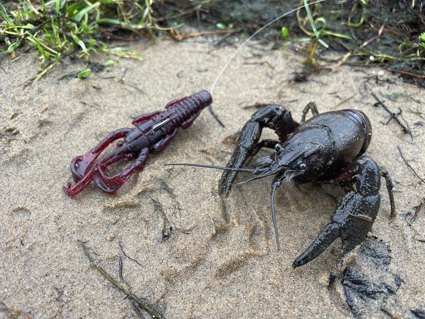 Lure fishing for perch UK | 24 Perch Fishing Tips