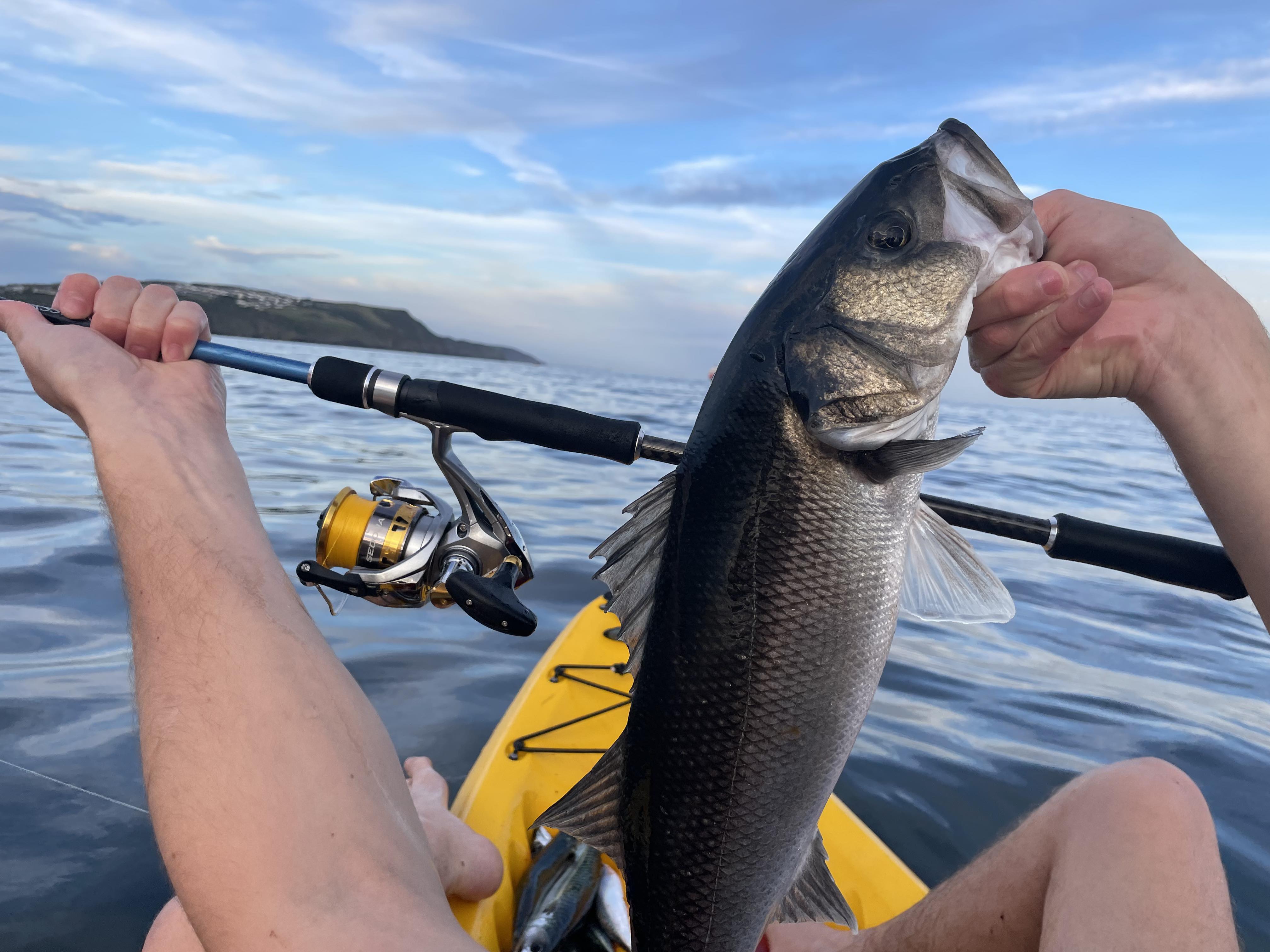 Shimano Sedona Review | FISH MAG