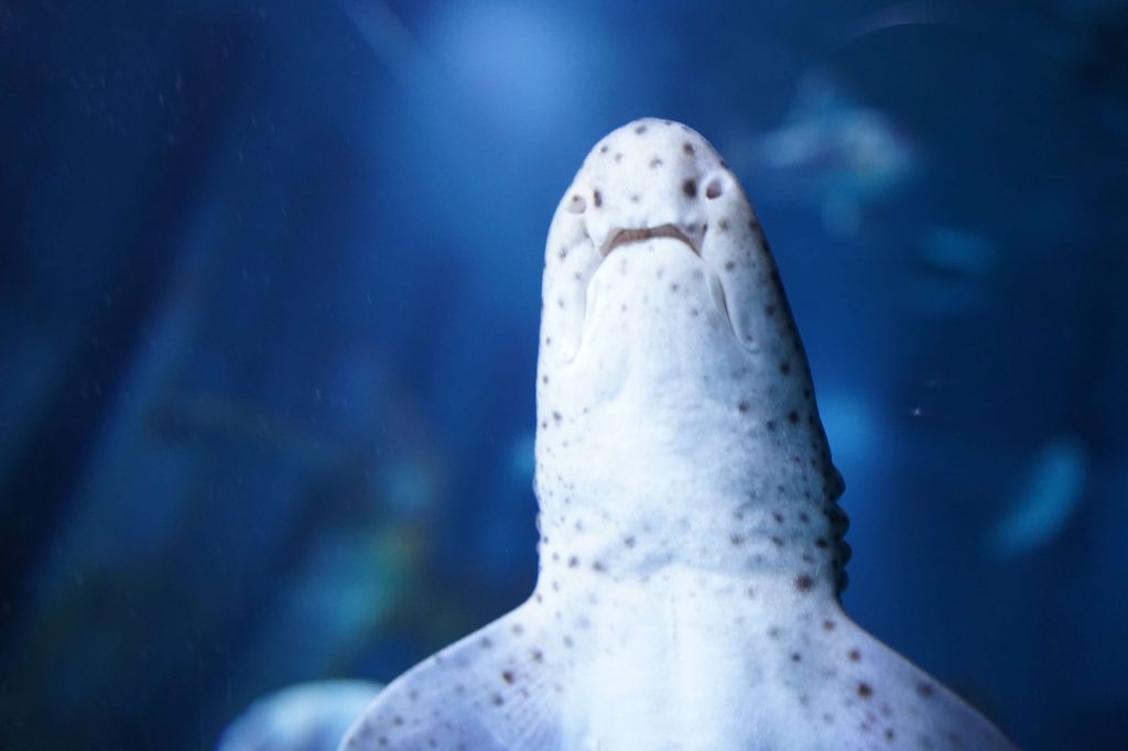 Sea Fishing Spots in Cornwall | The Locals Guide