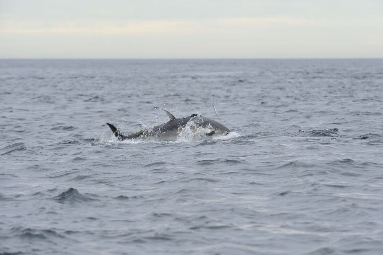 UK Bluefin Tuna Fishing 2024 | What You Need to Know