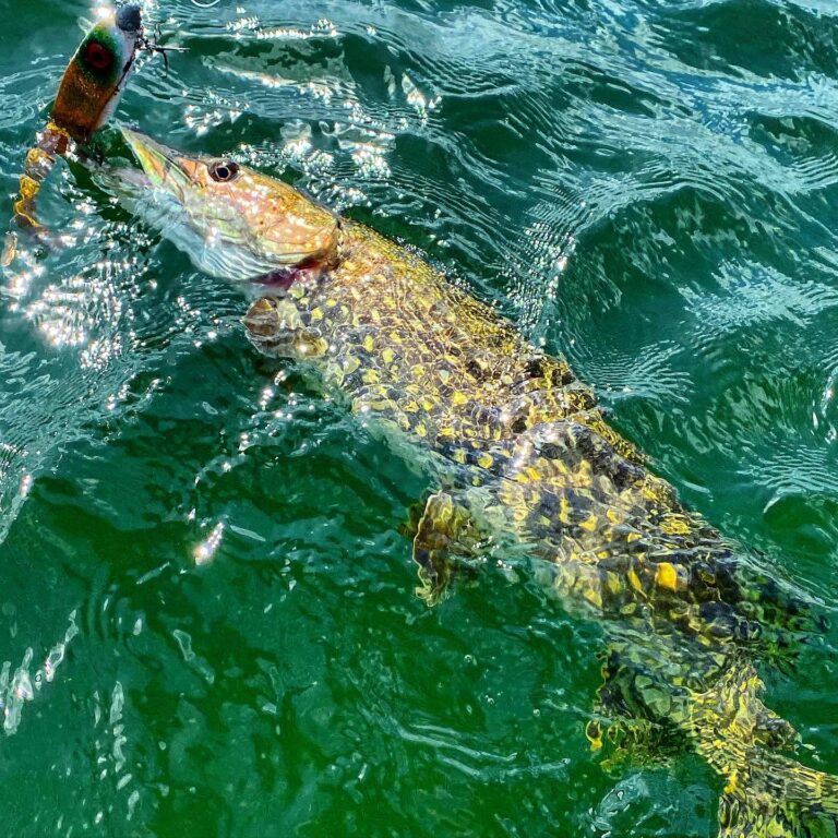 Lure fishing for Pike | The UK Guide