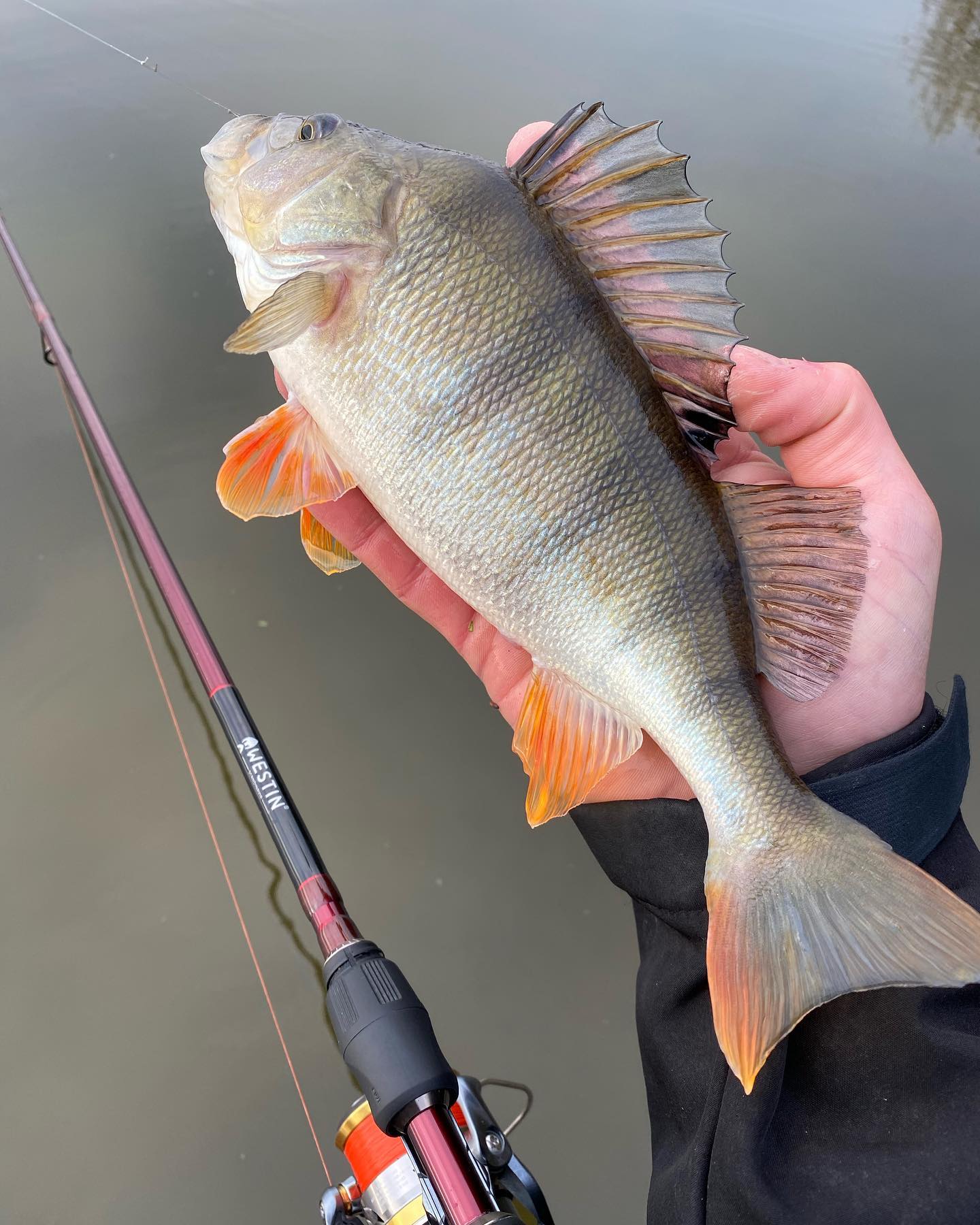 Best Perch Rods UK 2023 | Lure Rods that change everything