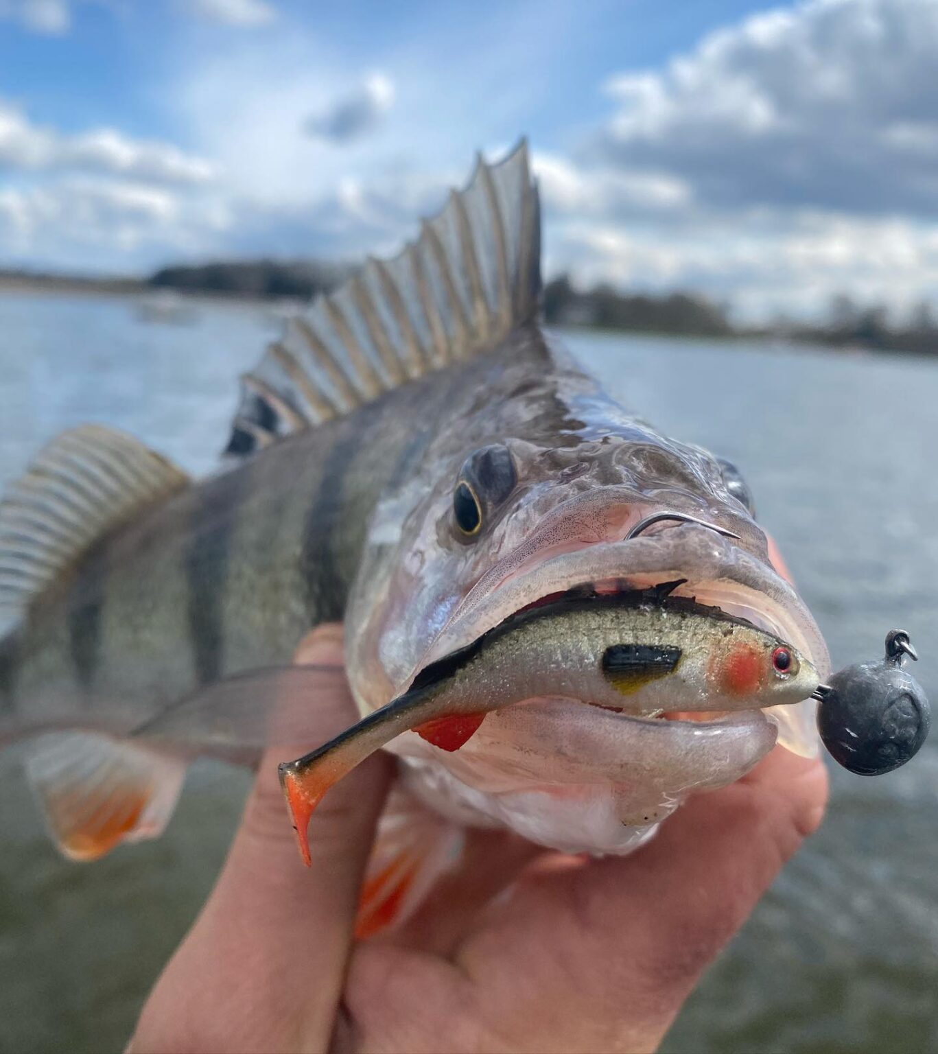 Best Perch Rods UK 2023 | Lure Rods that change everything