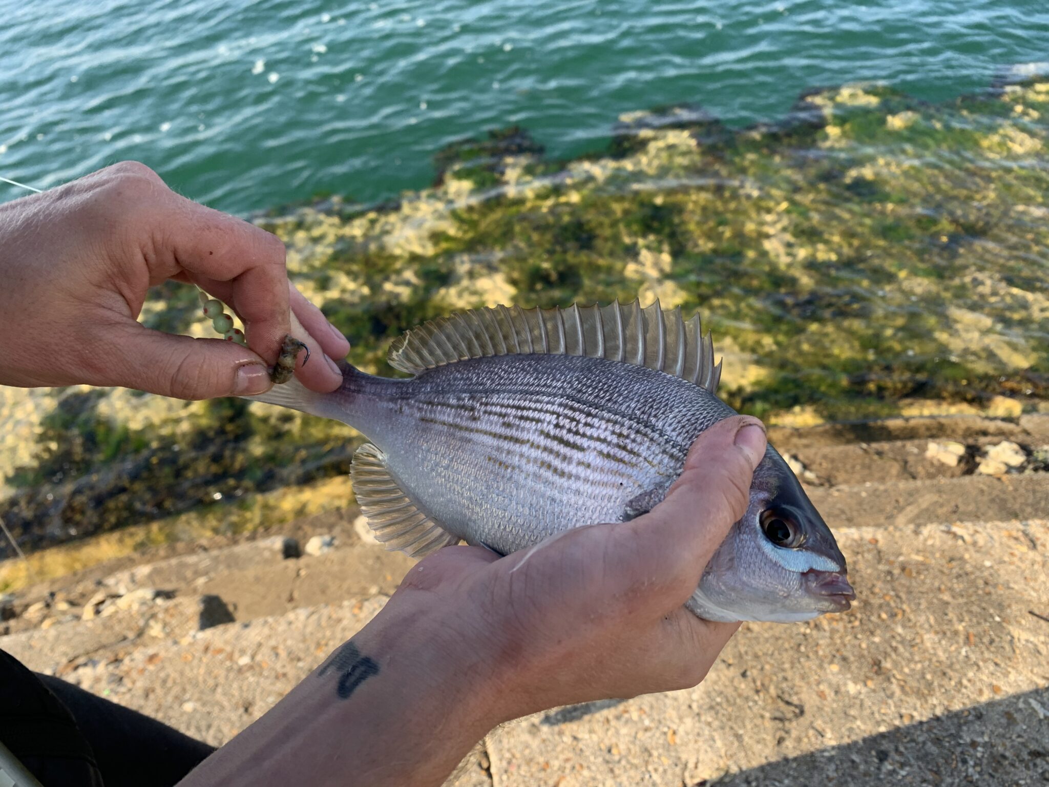 Sea Fishing Poole Harbour | FISH MAG